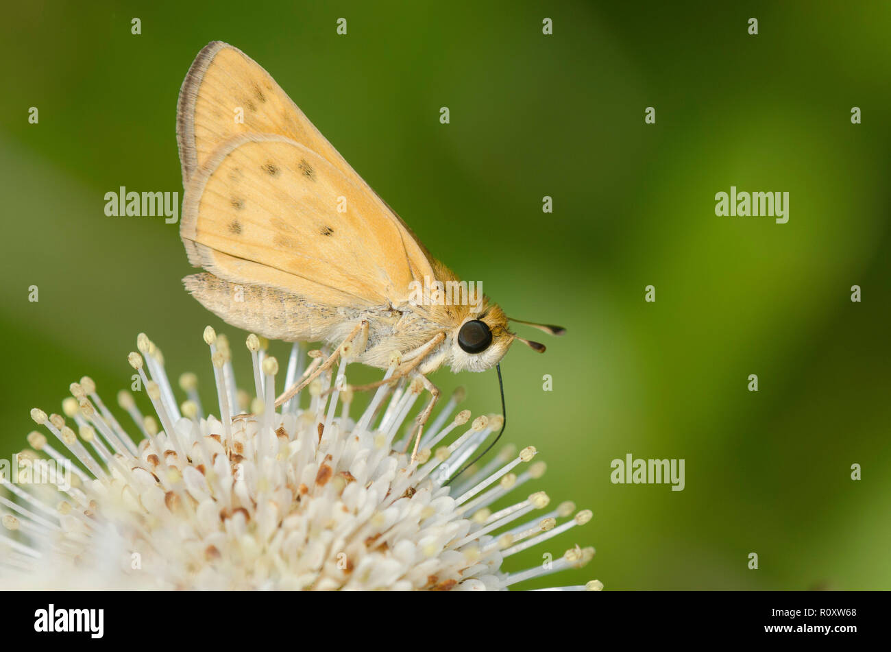 Fiery Skipper, Hylephila phyleus, on buttonbush, Cephalanthus ...