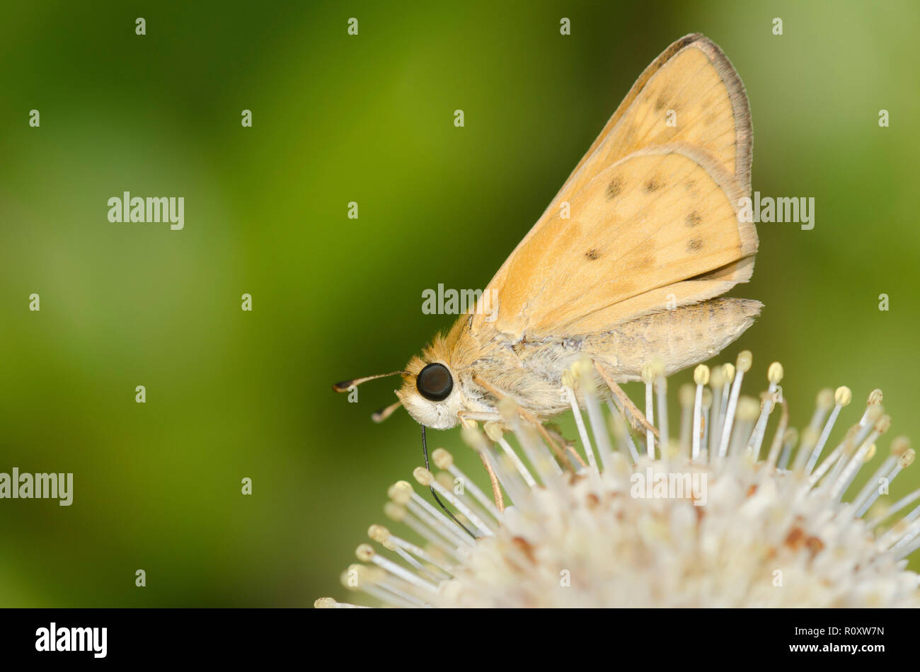 Fiery Skipper, Hylephila phyleus, on buttonbush, Cephalanthus ...