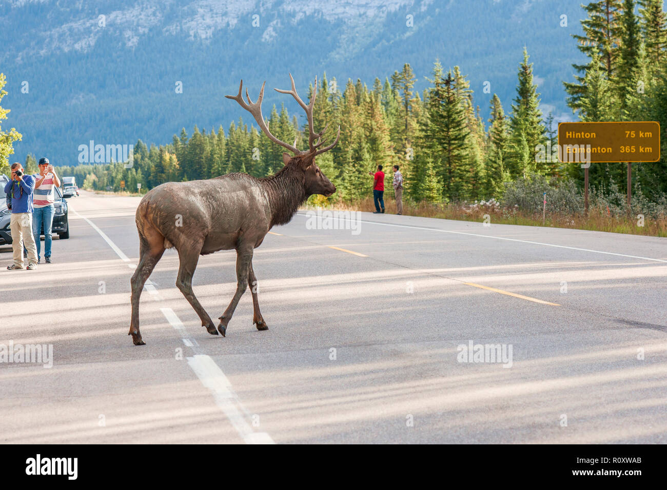 Dirty Male Elk (Cervus canadensis) is crossing the road in Jasper ...