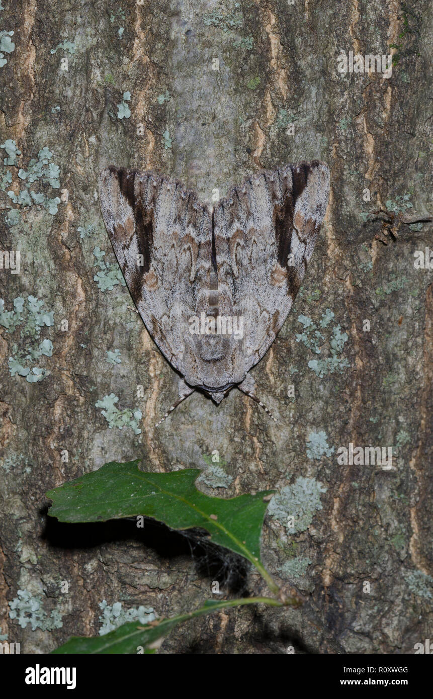 Sad Underwing, Catocala maestosa, a type of moth camouflaged on tree ...