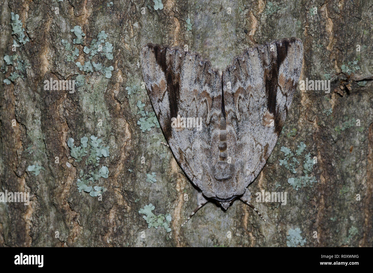Sad Underwing, Catocala maestosa, a type of moth camouflaged on tree ...
