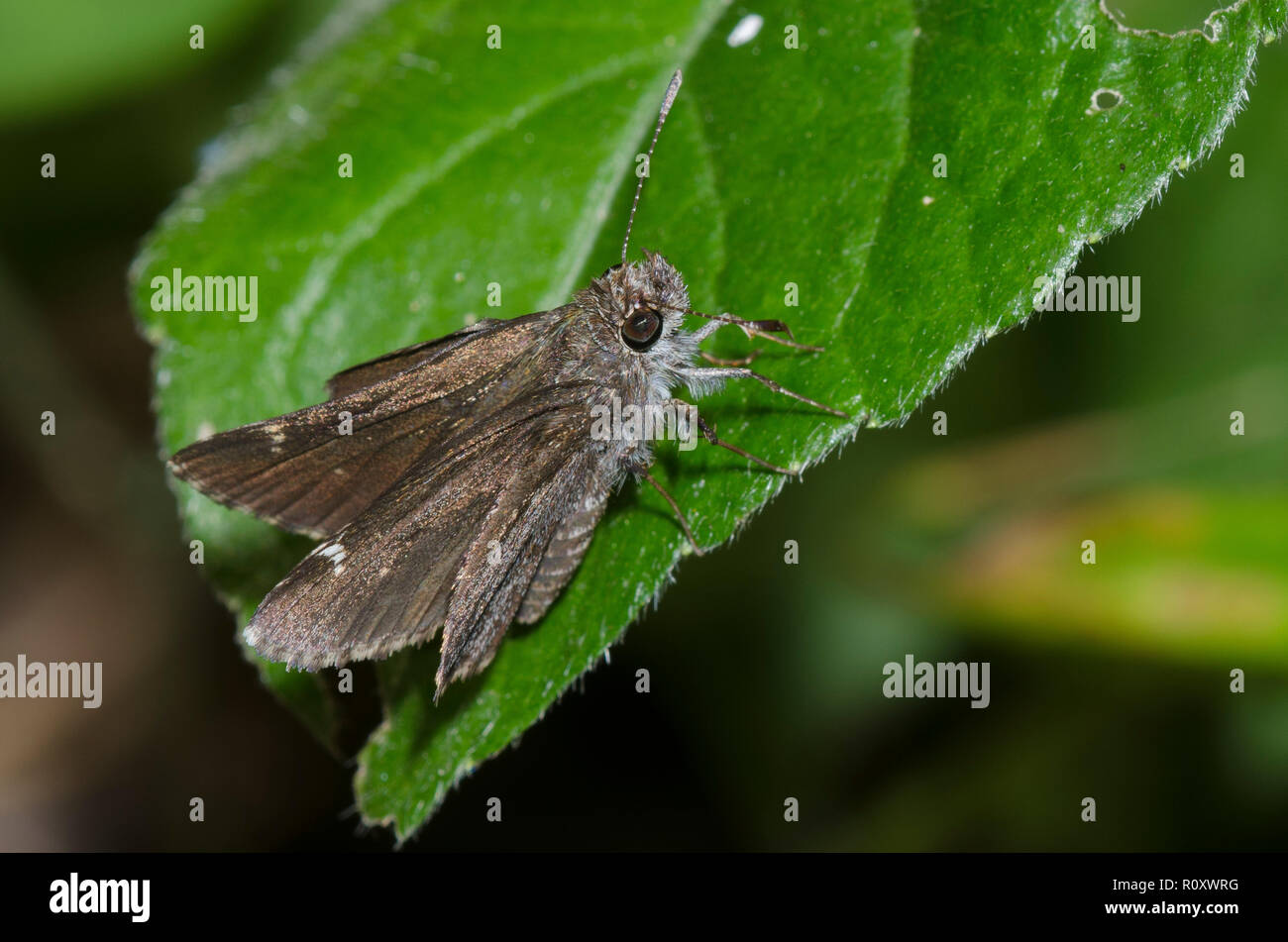 Common skipper hi-res stock photography and images - Alamy