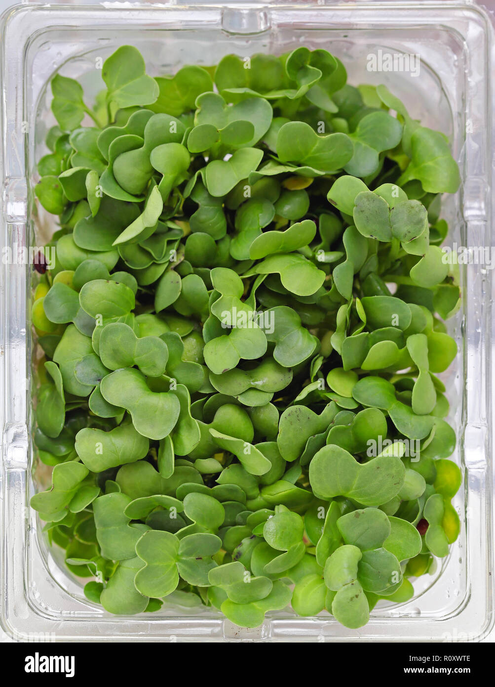 Fresh edible healthy watercress in hi-res stock photography and images ...