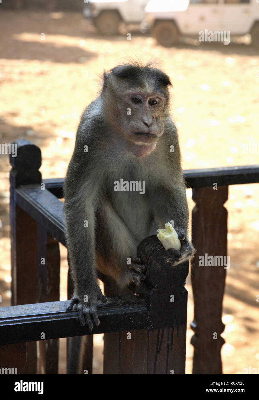 Monkey india goa hi-res stock photography and images - Alamy
