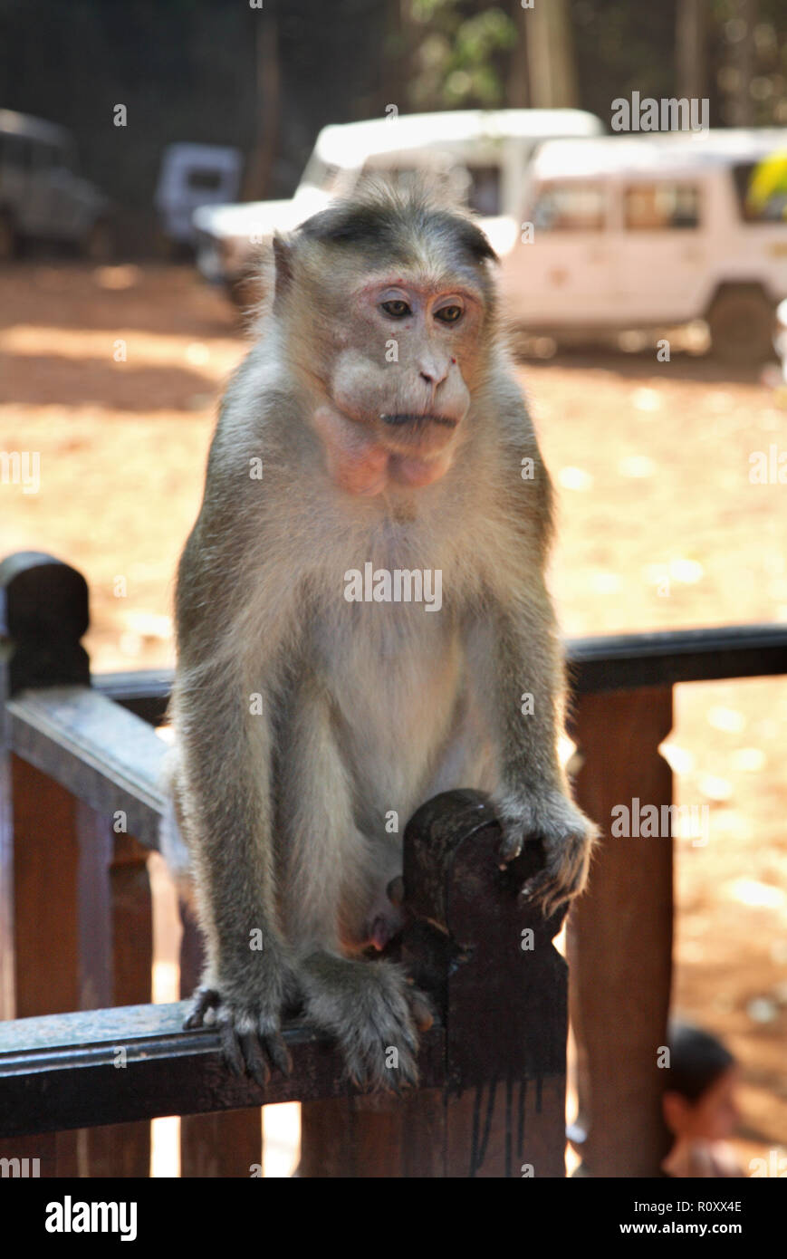 Monkey india goa hi-res stock photography and images - Alamy