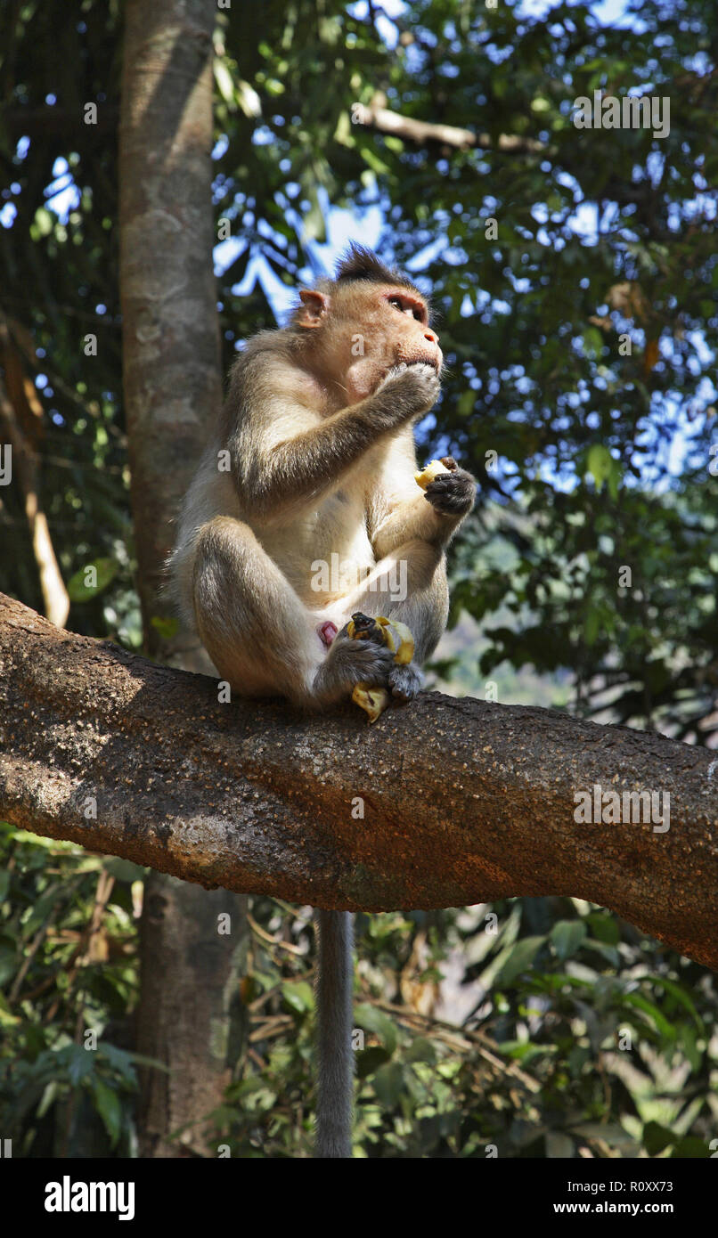 Monkey in jungle. Goa. India Stock Photo - Alamy
