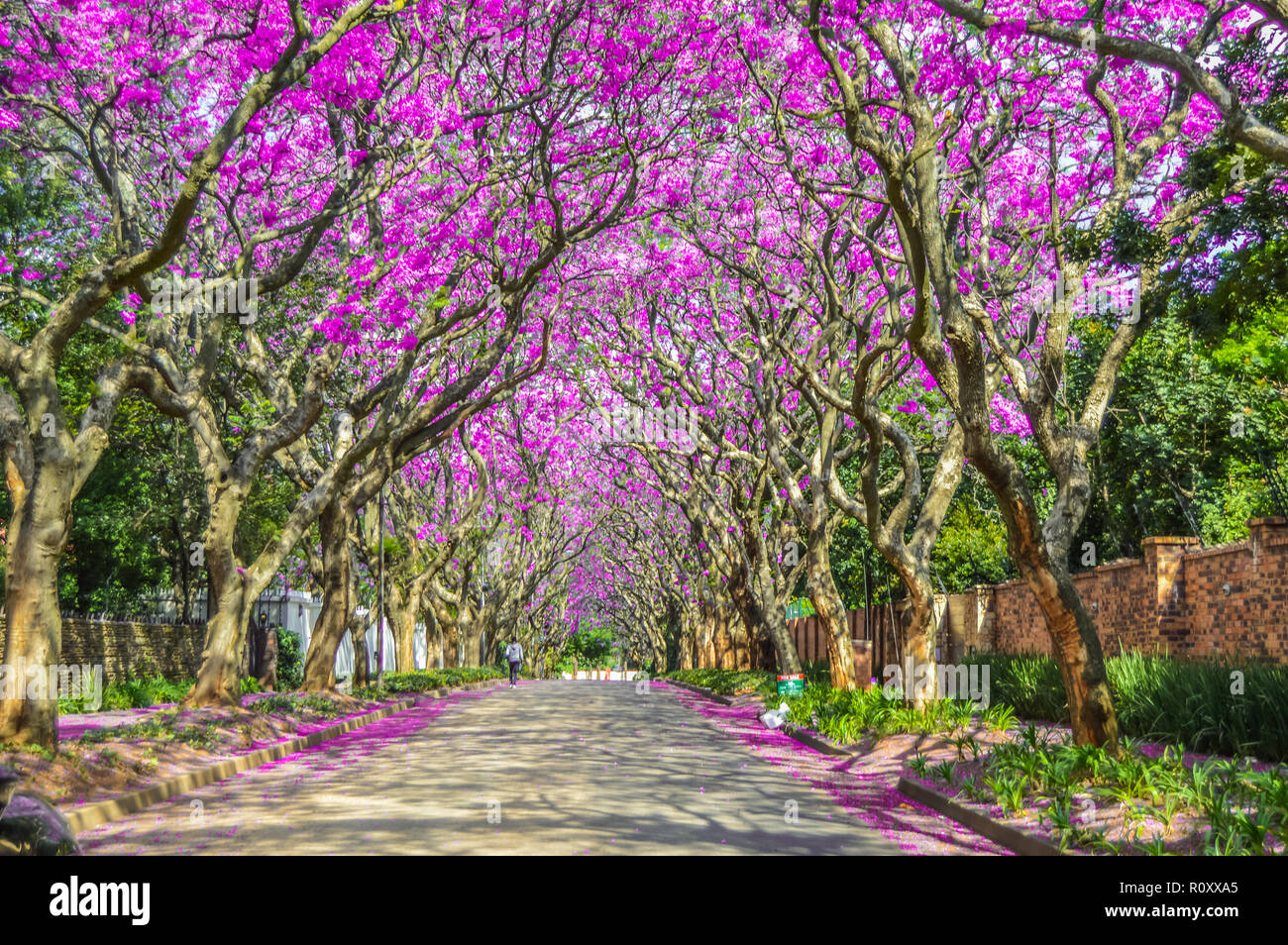 Jacaranda Avenue Wallpaper 1,003 Jacaranda Street Stock Photos,