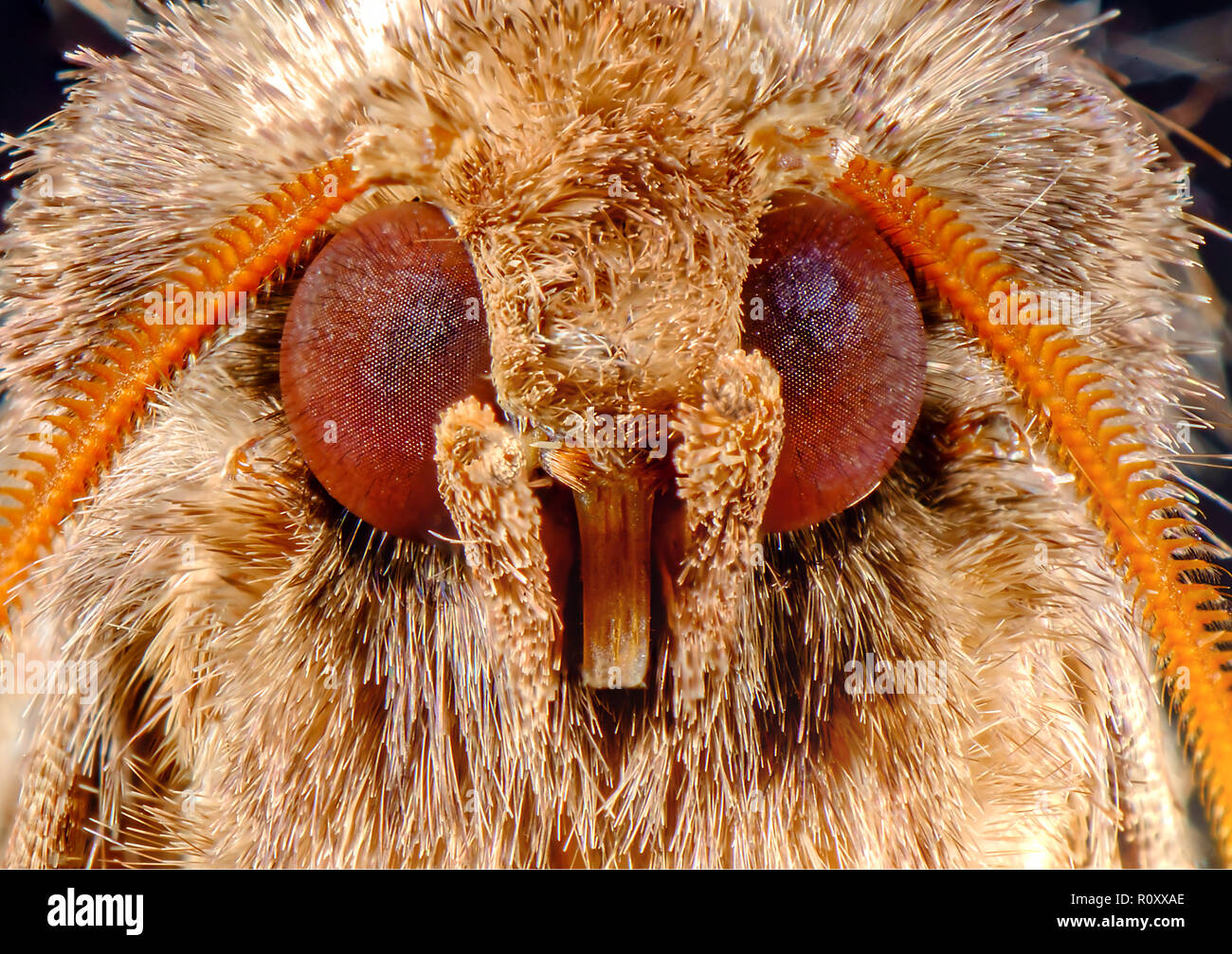 Moth eyes hi-res stock photography and images - Alamy