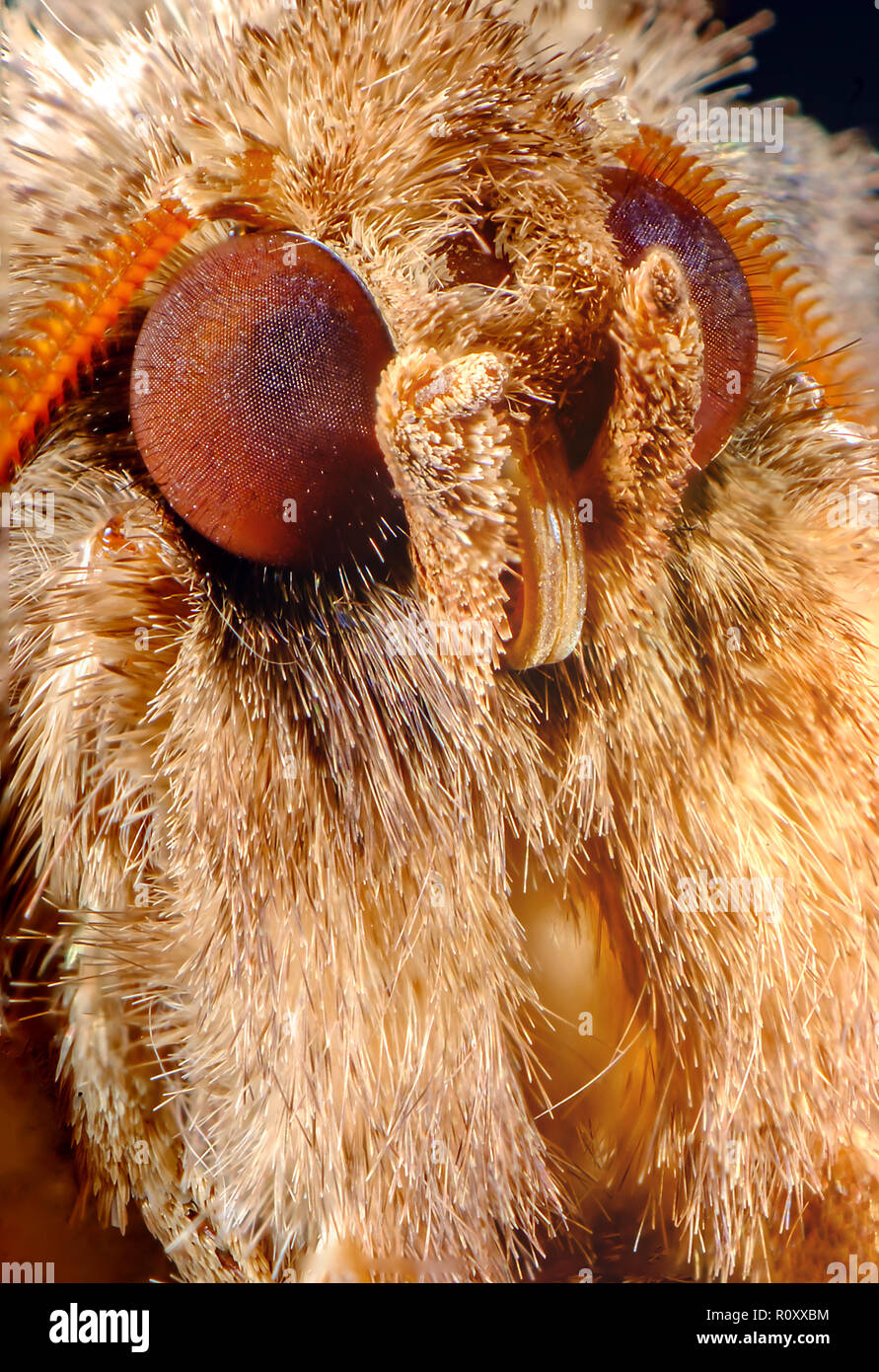 Extreme closeup macro Common Metarranthis moth eyes Stock Photo - Alamy