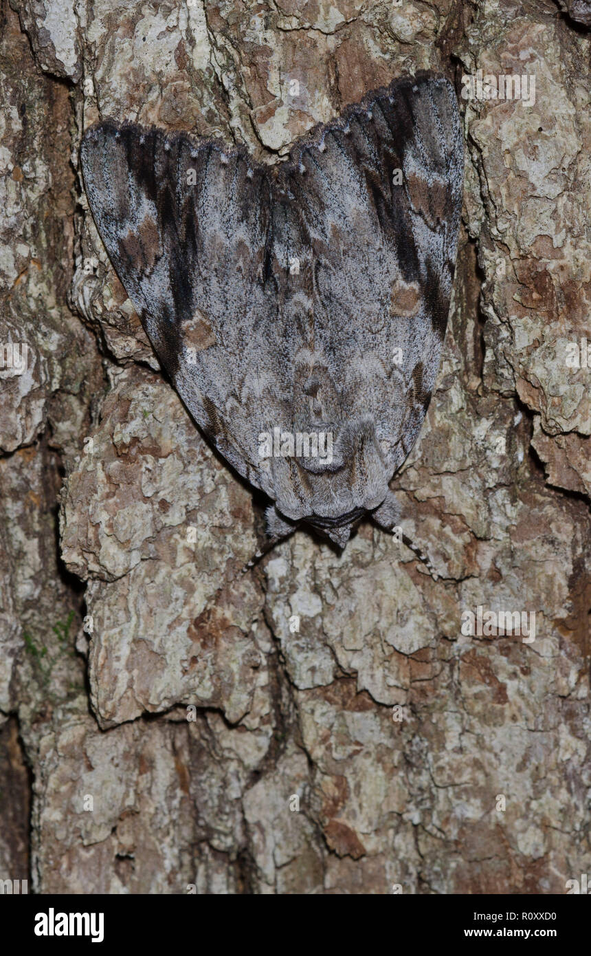 Sad Underwing, Catocala maestosa, a type of moth camouflaged on tree ...