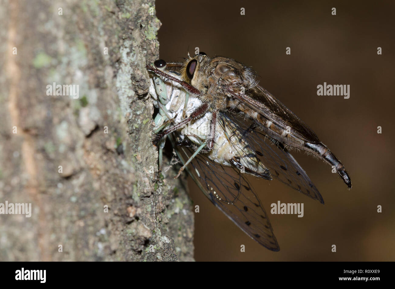 Giant Robber Fly, Promachus sp., feeding on captured Hieroglyphic ...