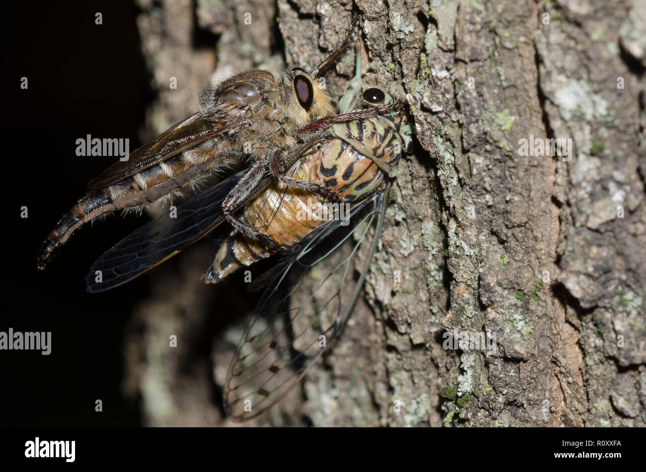 Giant Robber Fly, Promachus sp., feeding on captured Hieroglyphic ...