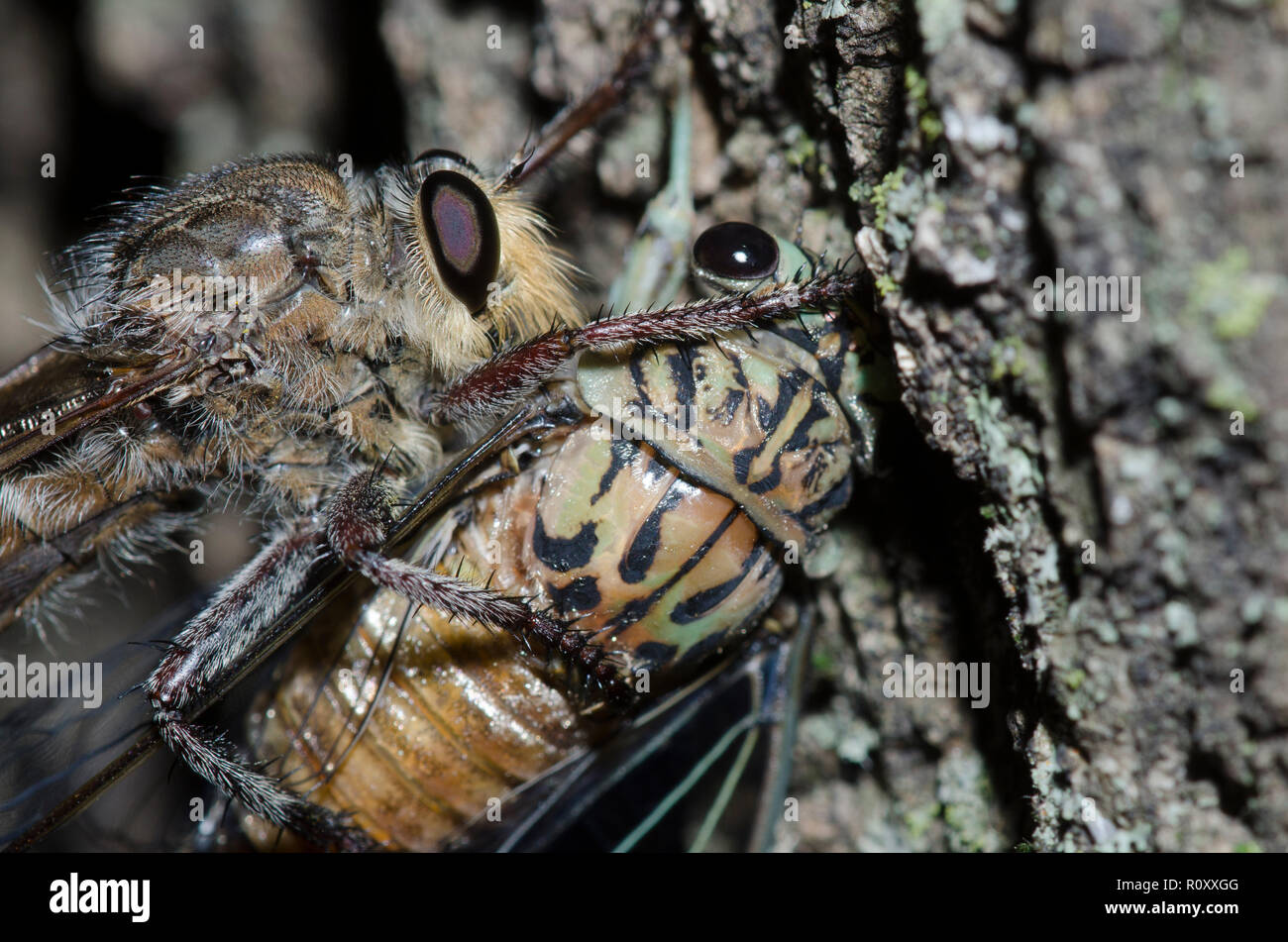 Giant Robber Fly, Promachus sp., feeding on captured Hieroglyphic ...