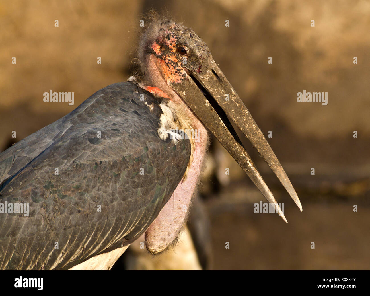 The Marabou Stork in portrait shows clear features of an avian ...