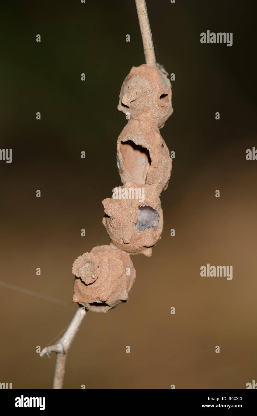 Mud wasp nest hi-res stock photography and images - Alamy