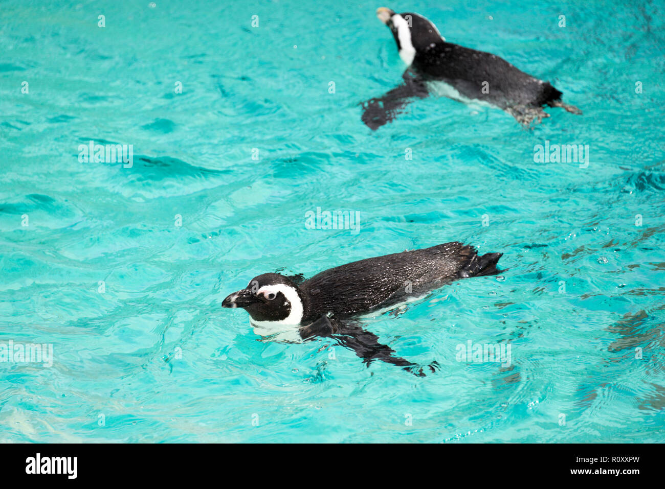 African penguins swimming hi-res stock photography and images - Alamy