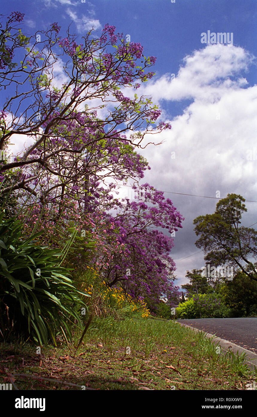 A quiet suburban street in Pymble, a northern suburb of Sydney, NSW ...