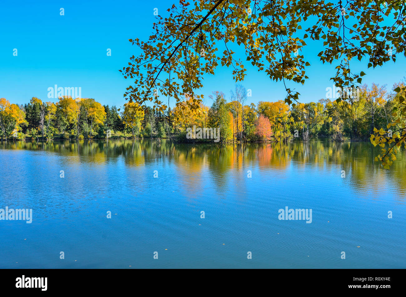 Warm sunny September landscape on the shore of lake. Blue sky and ...