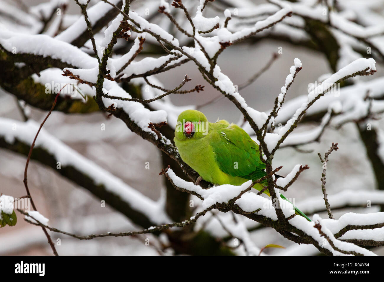 Cold climate parrot hi-res stock photography and images - Alamy