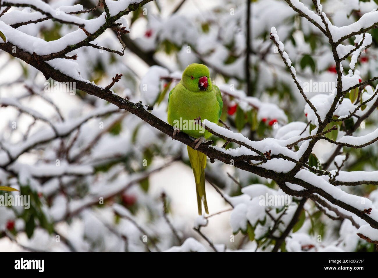 Snow parrot hi-res stock photography and images - Alamy