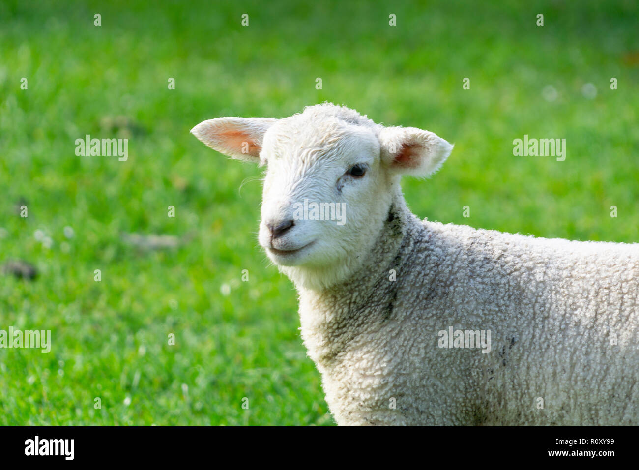 New seasons lamb hi-res stock photography and images - Alamy