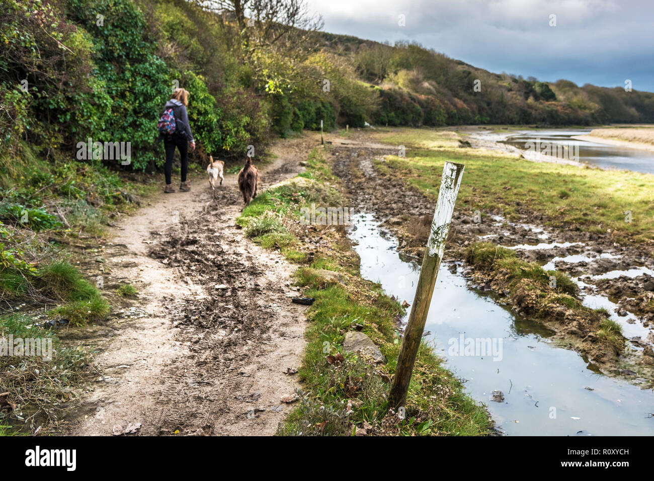 Wooden marker posts on a muddy footpath on the Gannel Estuary in ...