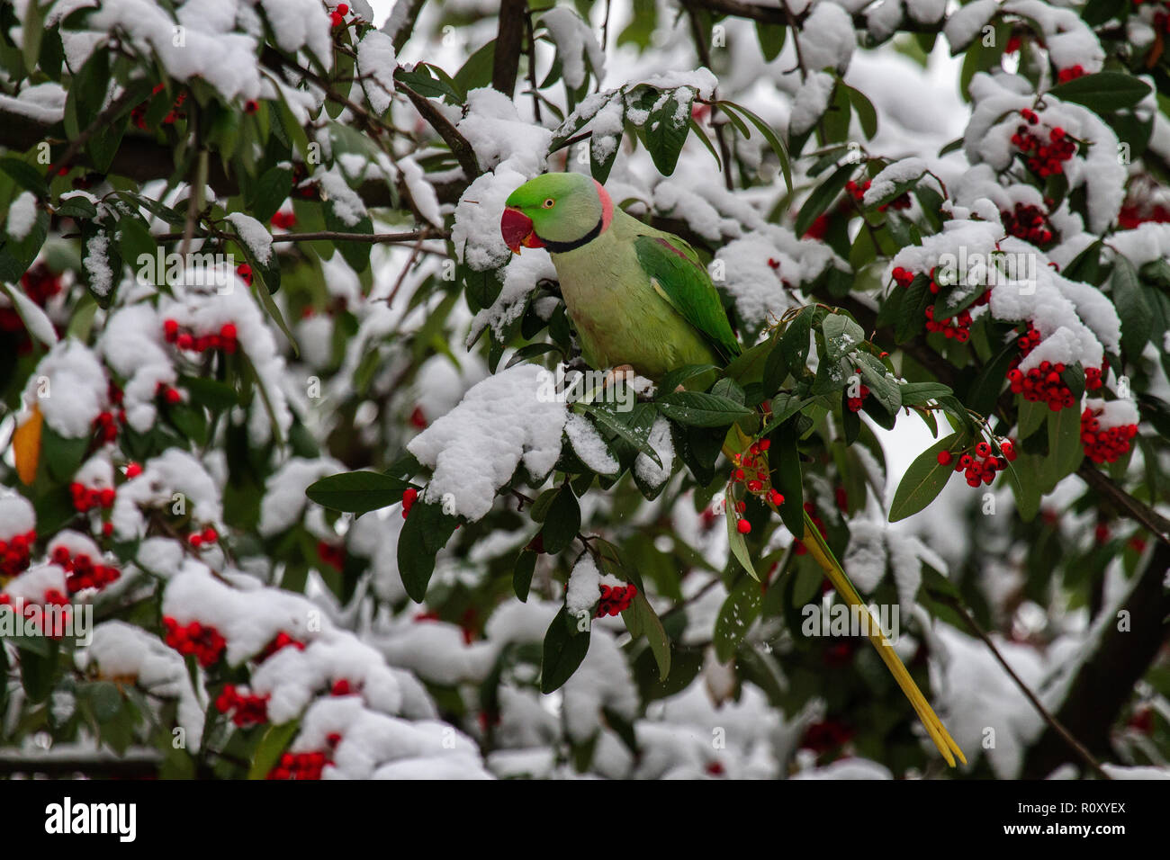Parrot on cherry tree hi-res stock photography and images - Alamy