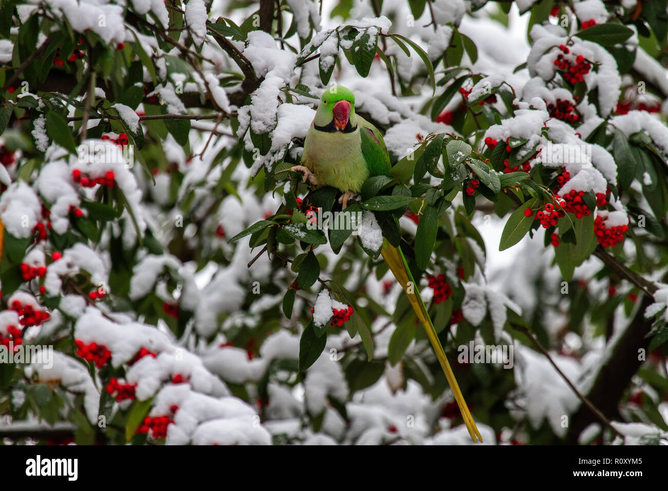 Snow parrot hi-res stock photography and images - Alamy