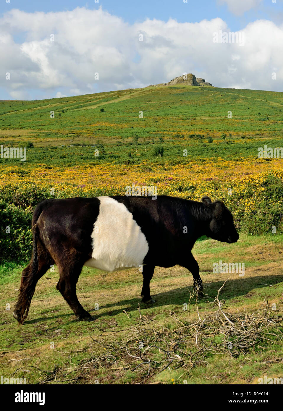 Oreo Cows High Resolution Stock Photography and Images - Alamy