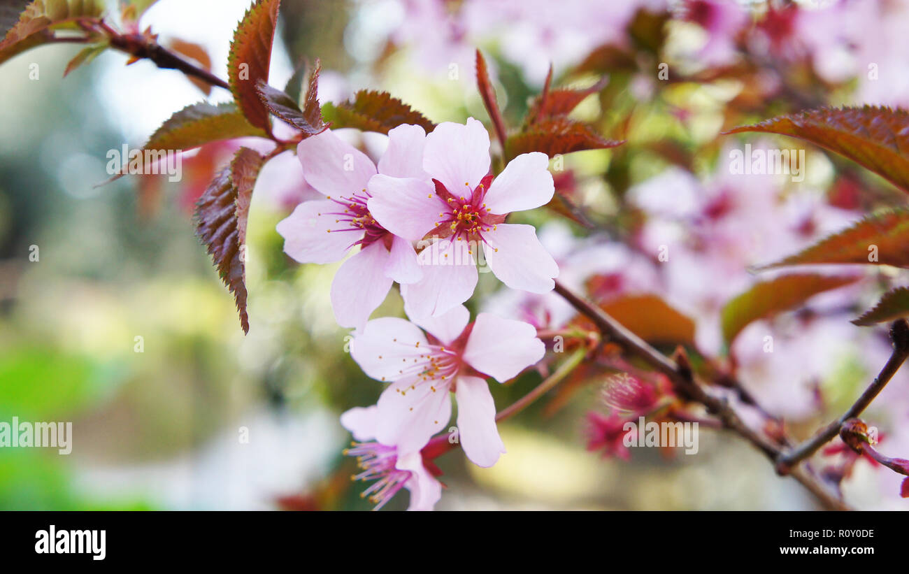 Red sakura flowers hi-res stock photography and images - Alamy