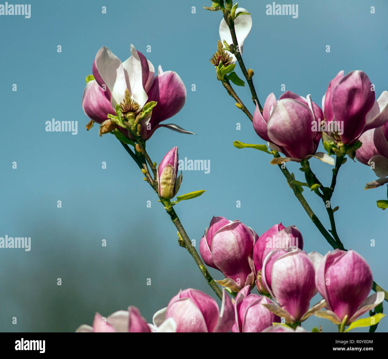Hypnotic blooms hi-res stock photography and images - Alamy