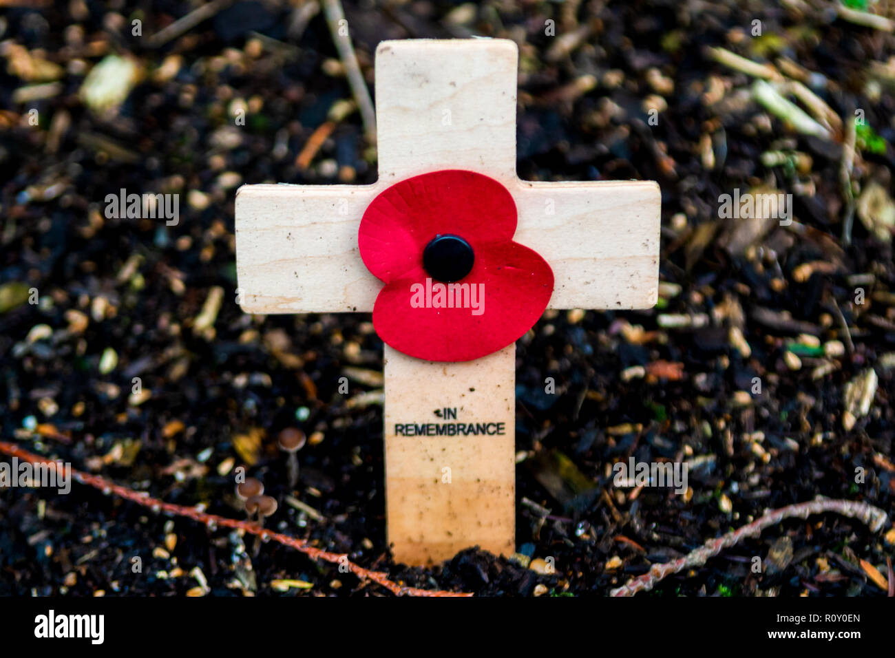 Remberance day cross with poppy to mark anniversary Stock Photo - Alamy