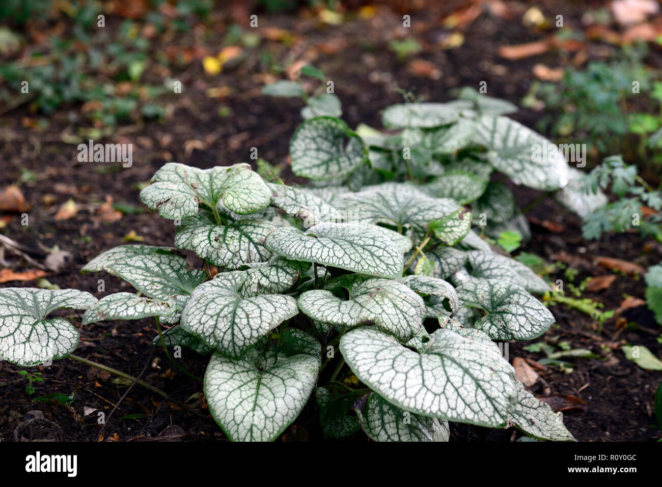 Brunnera macrophylla jack frost,Heartleaf brunnera,Siberian bugloss ...
