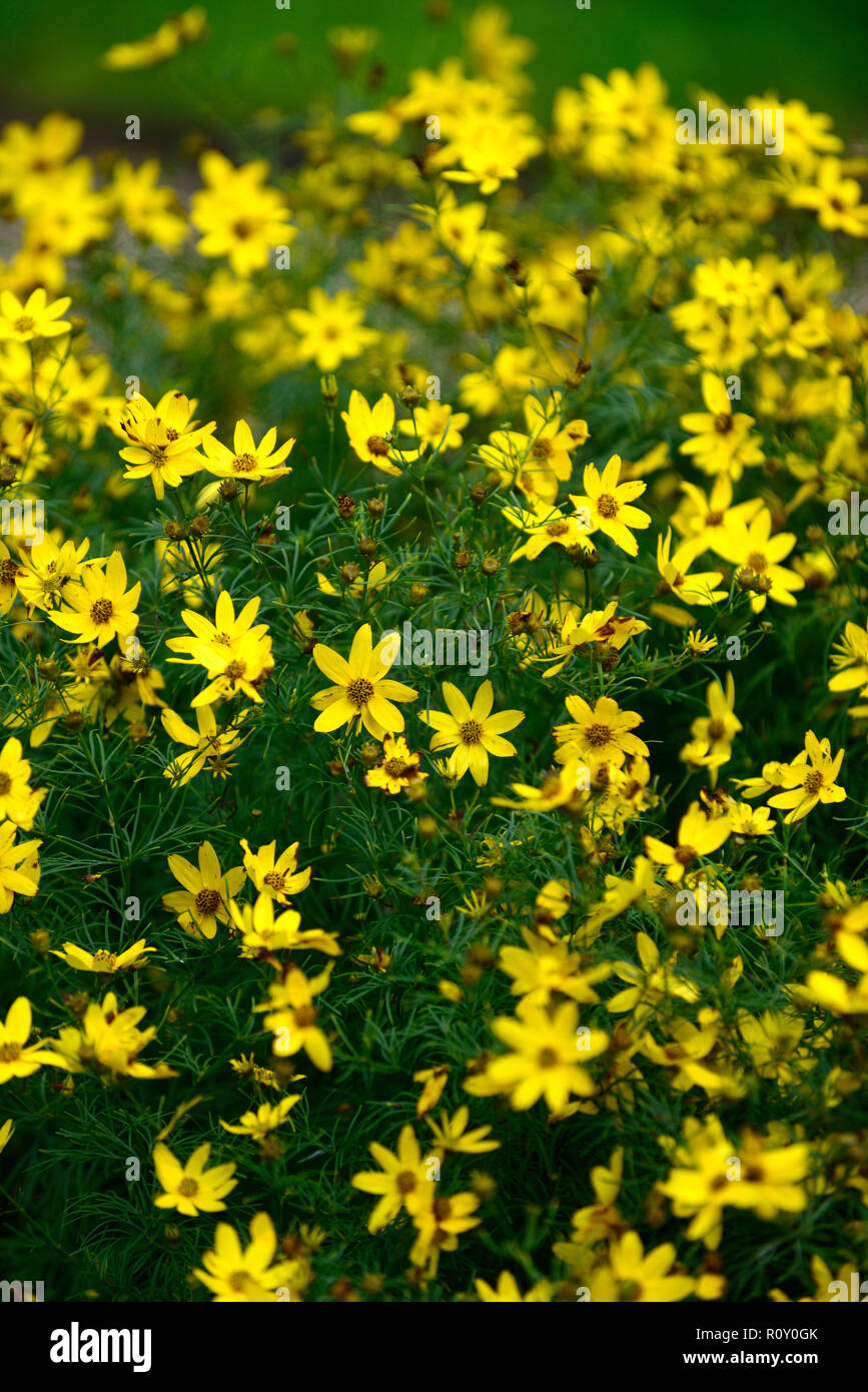 Flower display border hi-res stock photography and images - Alamy