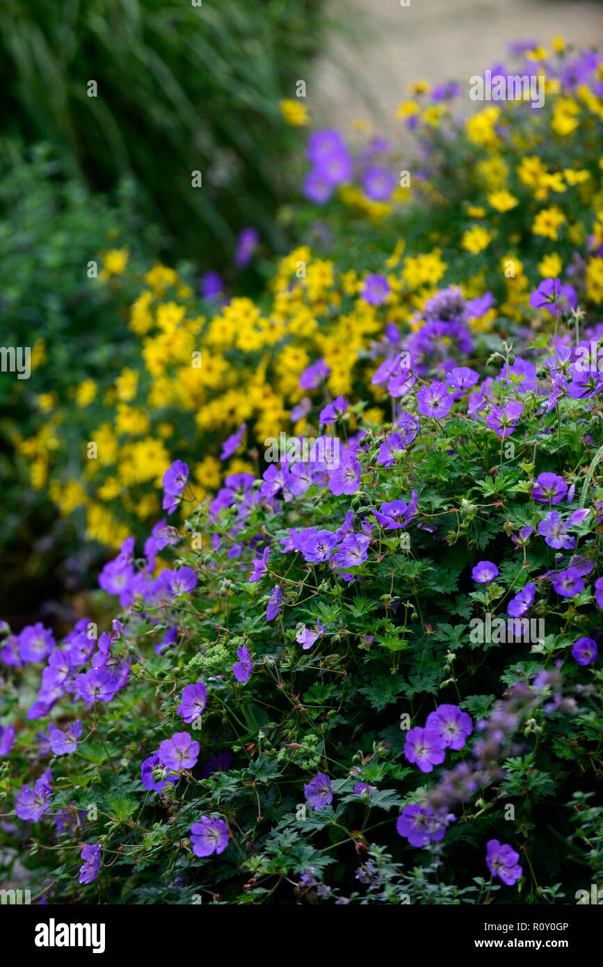 Geranium flower border hi-res stock photography and images - Alamy