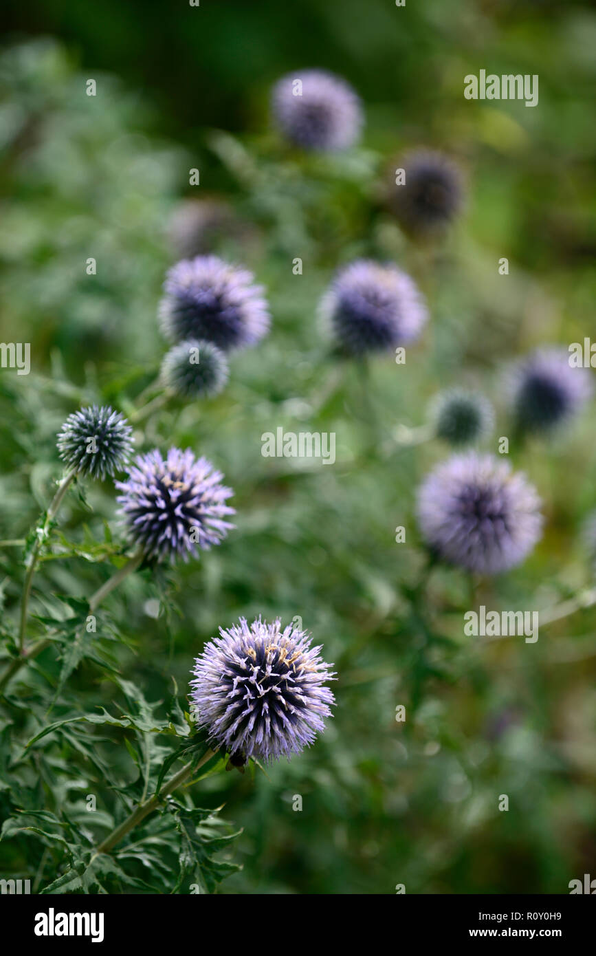 echinops ritro veitch's blue, globe thistle,flower,flowers,flowerhead ...