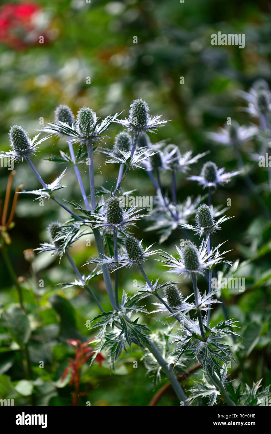 Blue thistle hi-res stock photography and images - Alamy