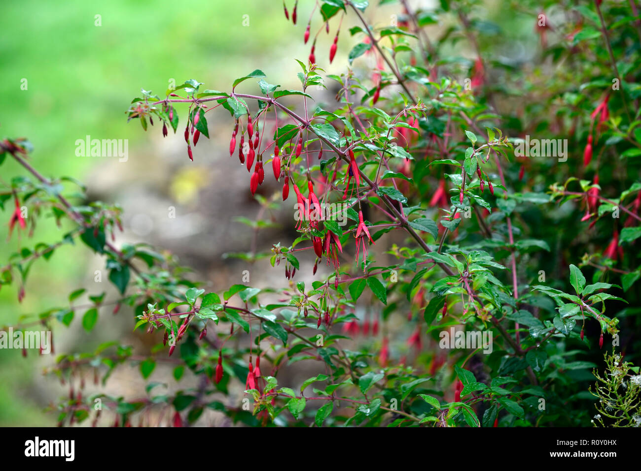 Red and purple fuchsia hi-res stock photography and images - Alamy