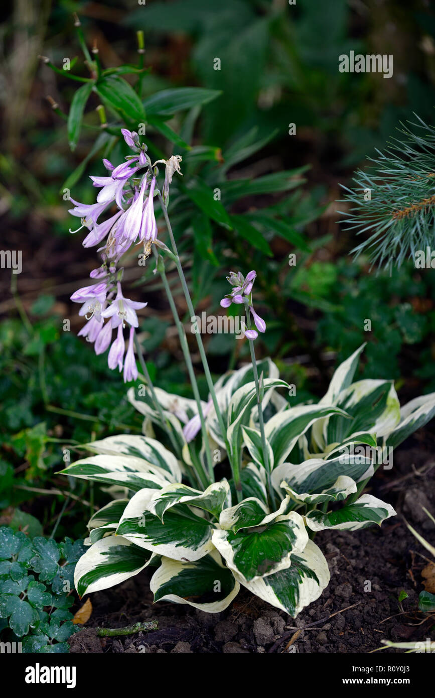 Flowering Hostas Stock Photos & Flowering Hostas Stock Images - Alamy