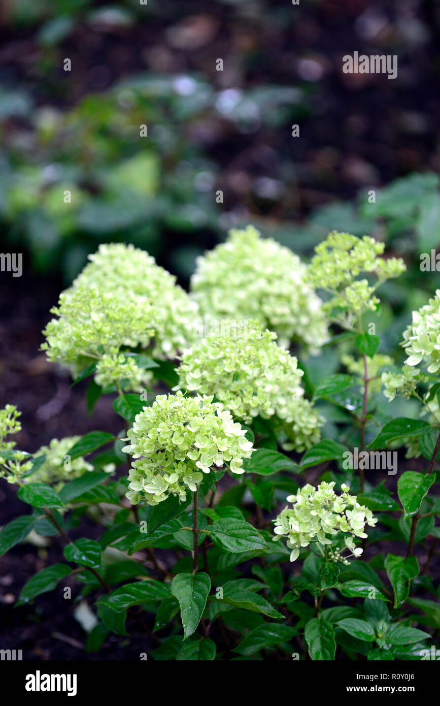 hydrangea paniculata limelight,hydrangeas,white,green,flower,flowers ...