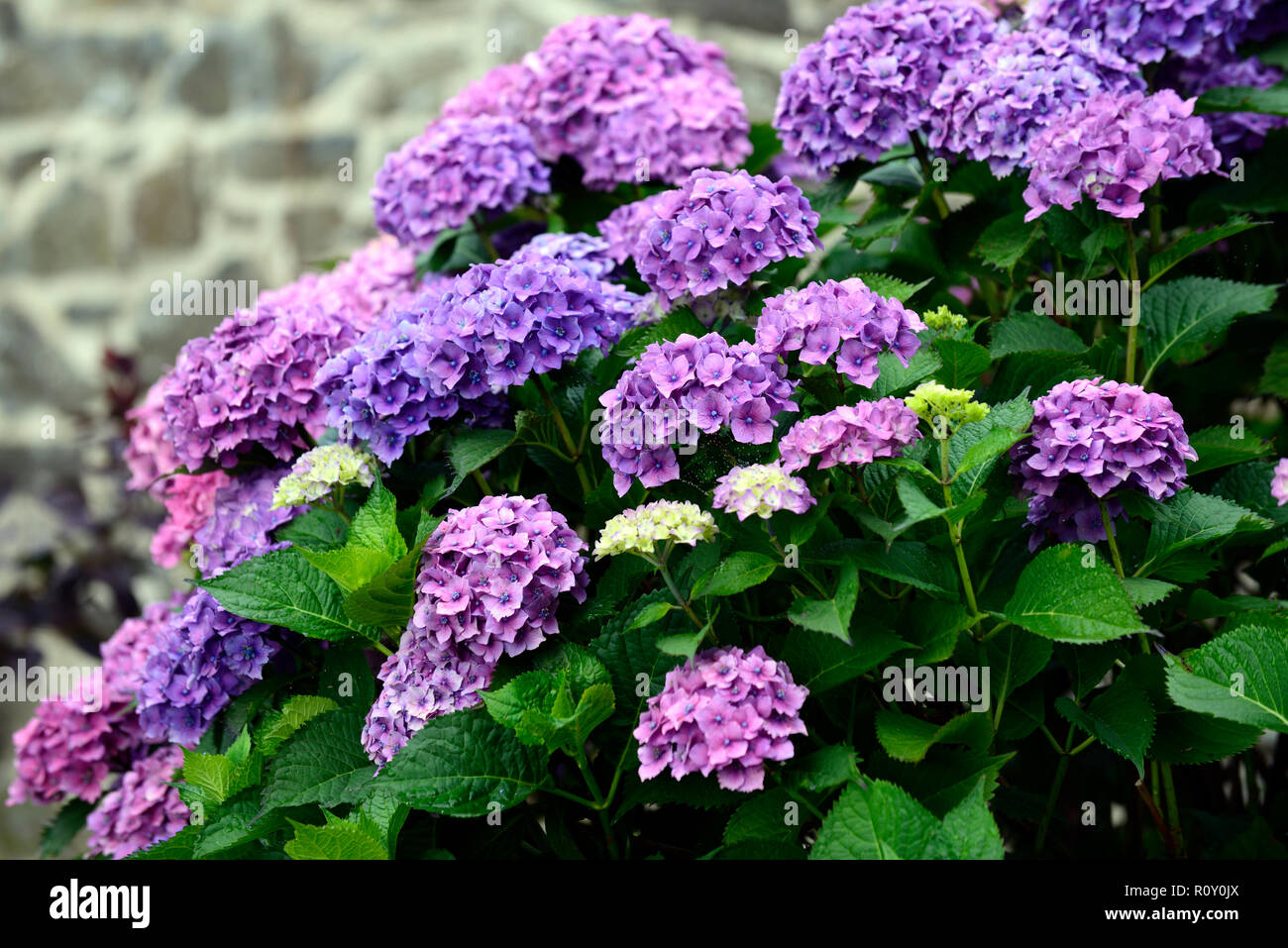 Hydrangea macrophylla,mophead hydrangea,blue,purple,flower,flowers ...