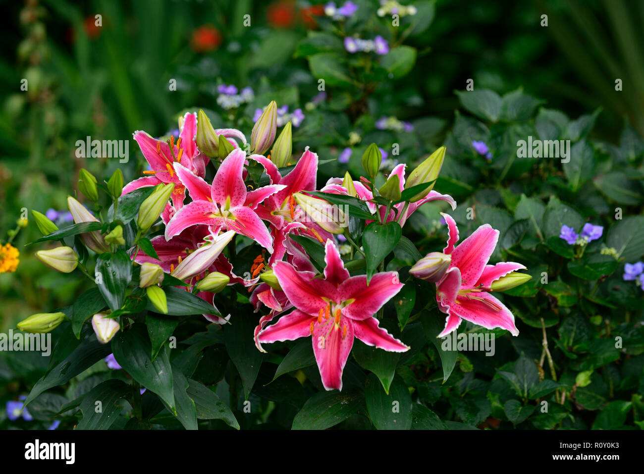 Stargazer lilies lilium flowers hi-res stock photography and images - Alamy