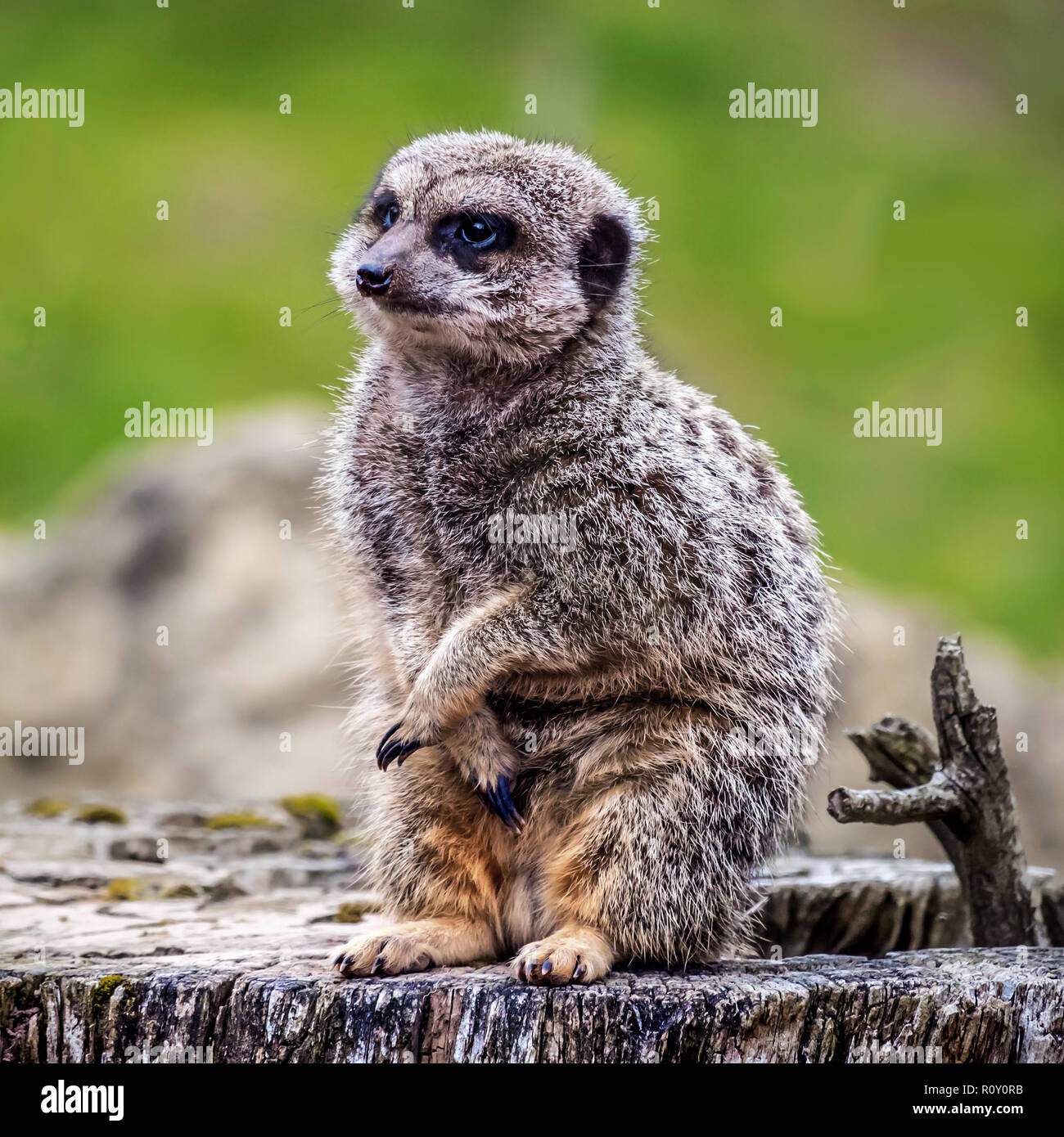 Lema hi-res stock photography and images - Alamy