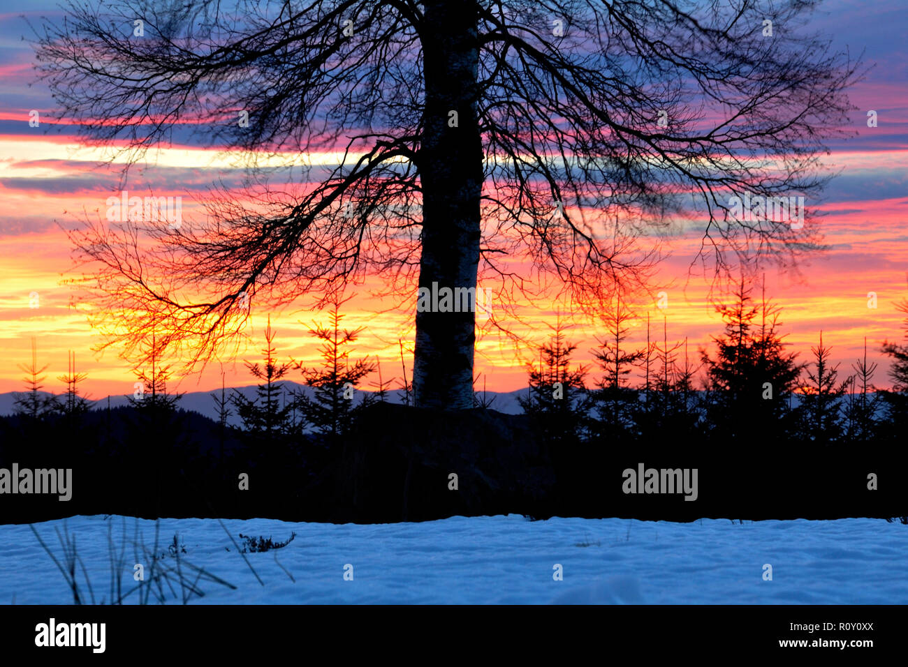 A birch tree in the black forest in front of a beautiful sunset Stock ...