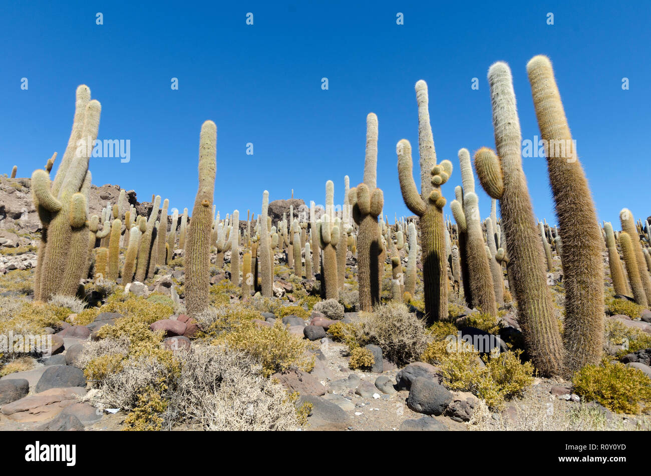 Cactus plants on Fish Island, Uyuni, Salt Lake, Bolivia Stock Photo - Alamy