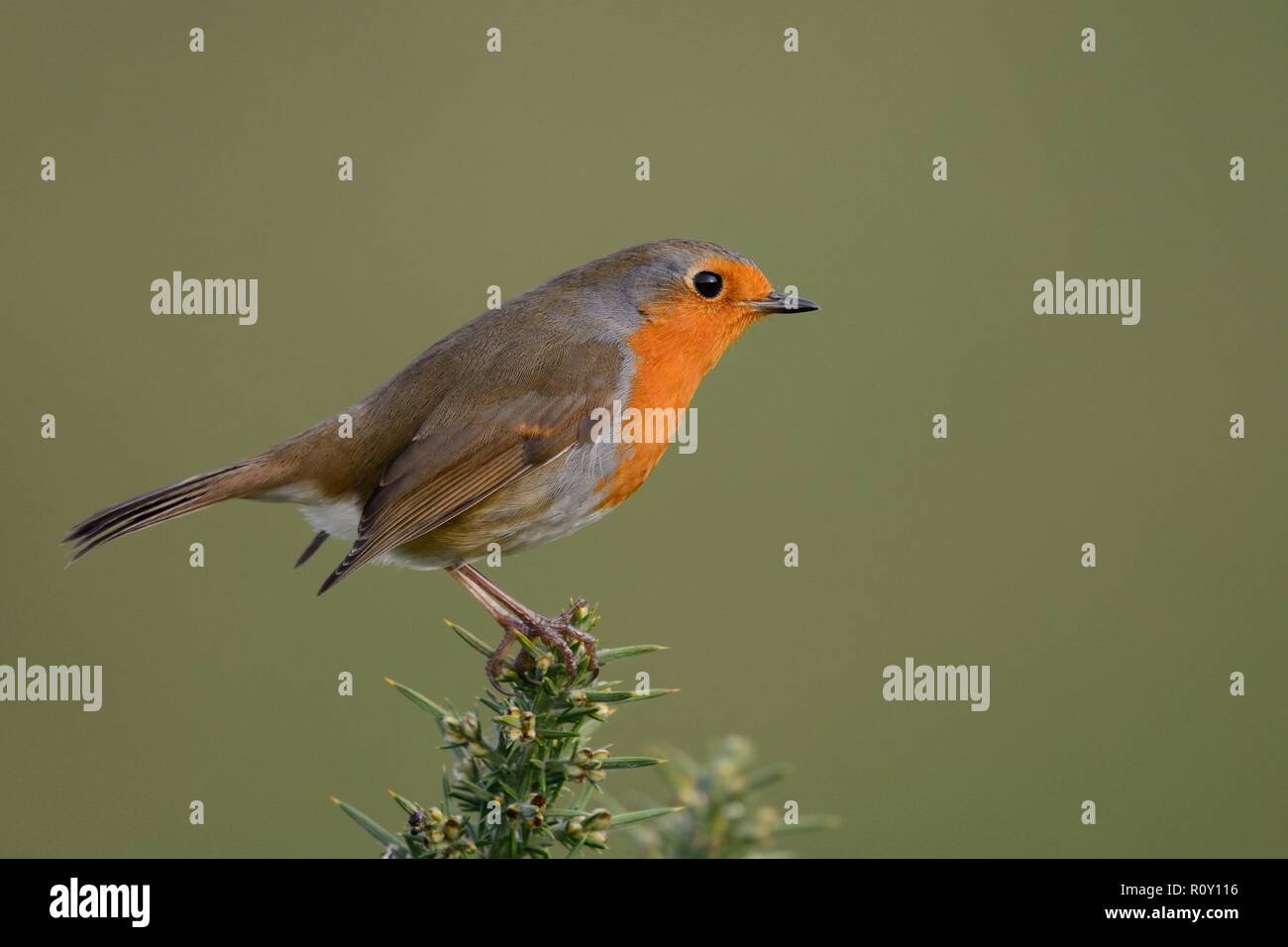 Side view of a European robin (erithacus rubecula) perching on a gorse ...