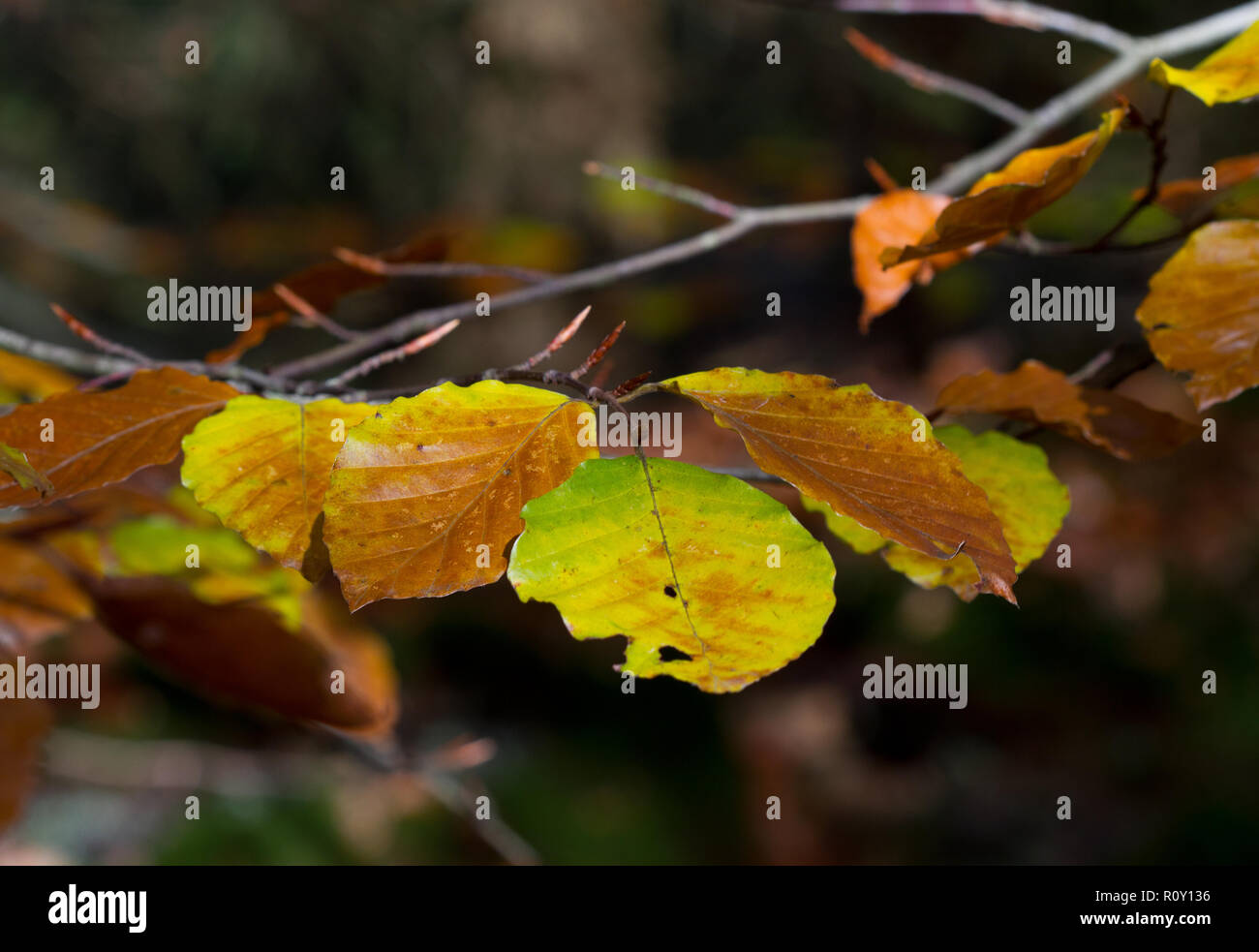Autumn leaves of a Beech tree, Fagus sylvatica, in beautiful colors ...