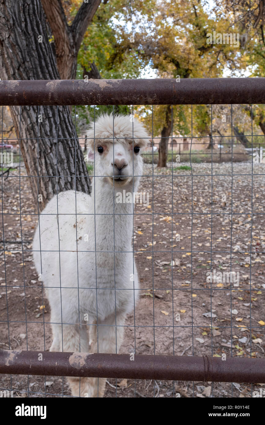 Alpacas behind fence at farm Stock Photo - Alamy