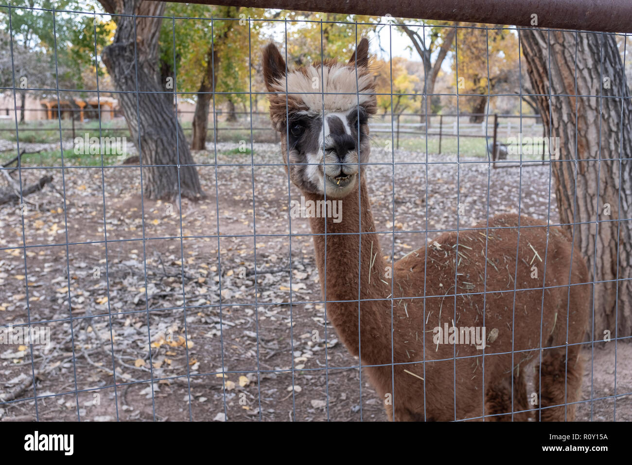 Alpacas behind fence at farm Stock Photo - Alamy