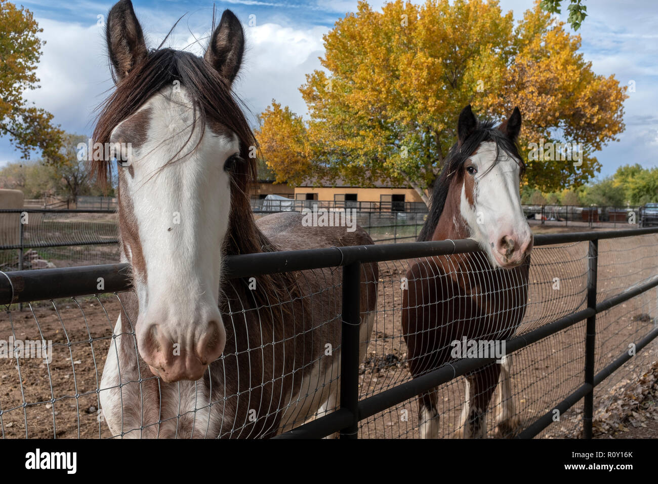 pair of horses in corral Stock Photo - Alamy